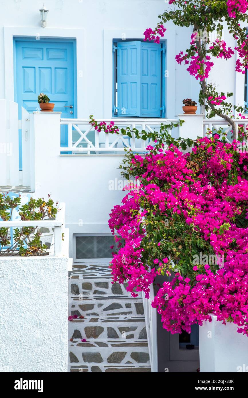 Traditionelles griechisches Haus mit rosa Bougainvillea Blumen und blauen Fenstern in Oia ...
