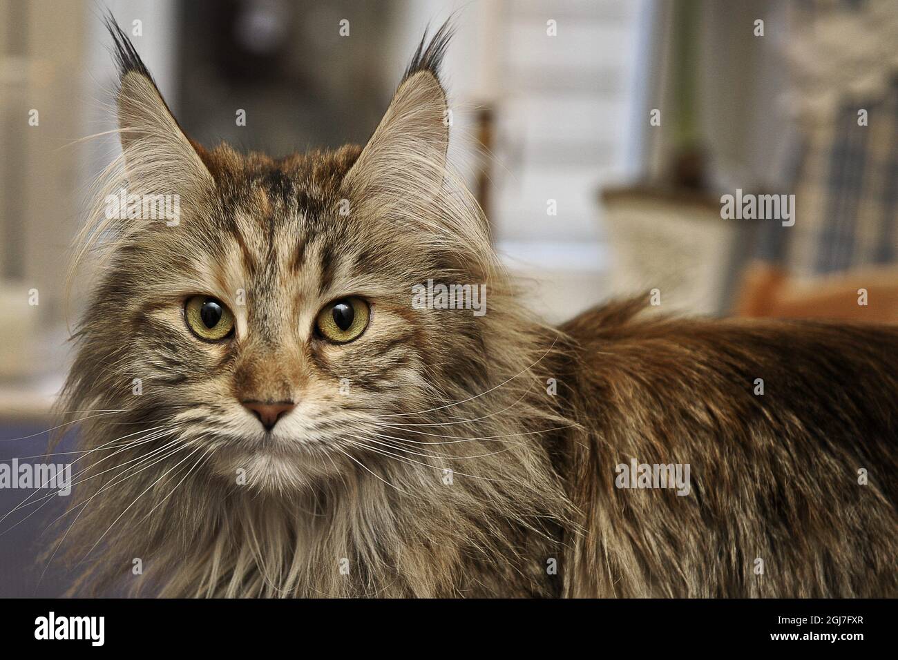 STOCKHOLM 20110202 Maine Coon Cat Eine Katze der Main Coon Rasse ...