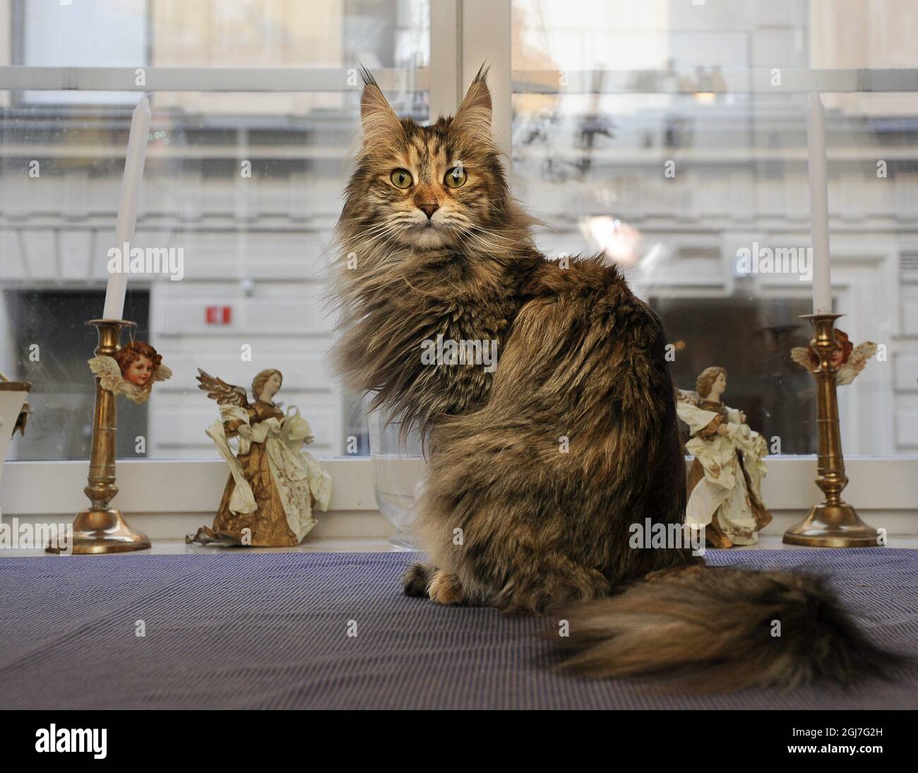 STOCKHOLM 20110202 Maine Coon Cat Eine Katze der Main Coon Rasse ...