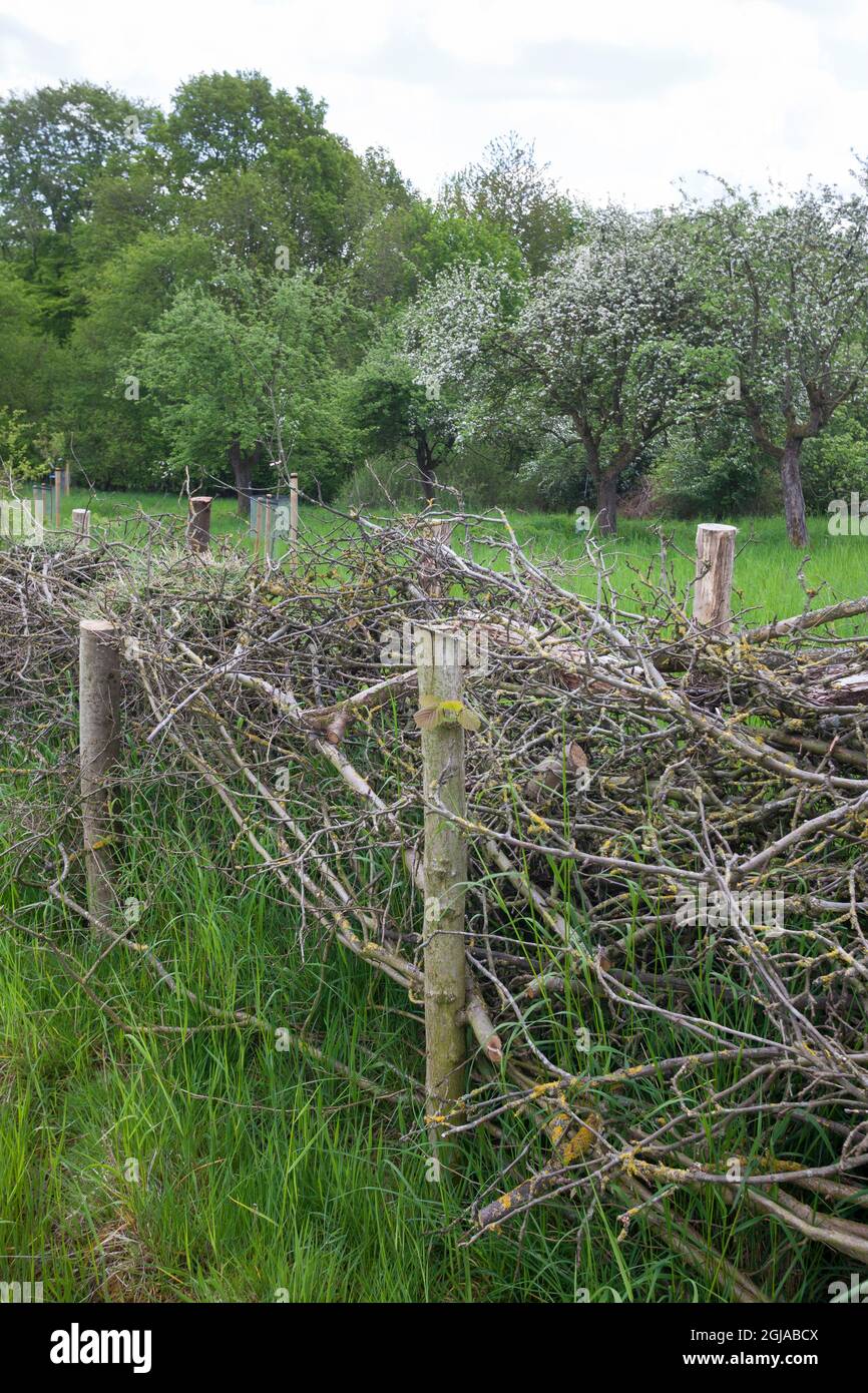 Zaun Aus Asten