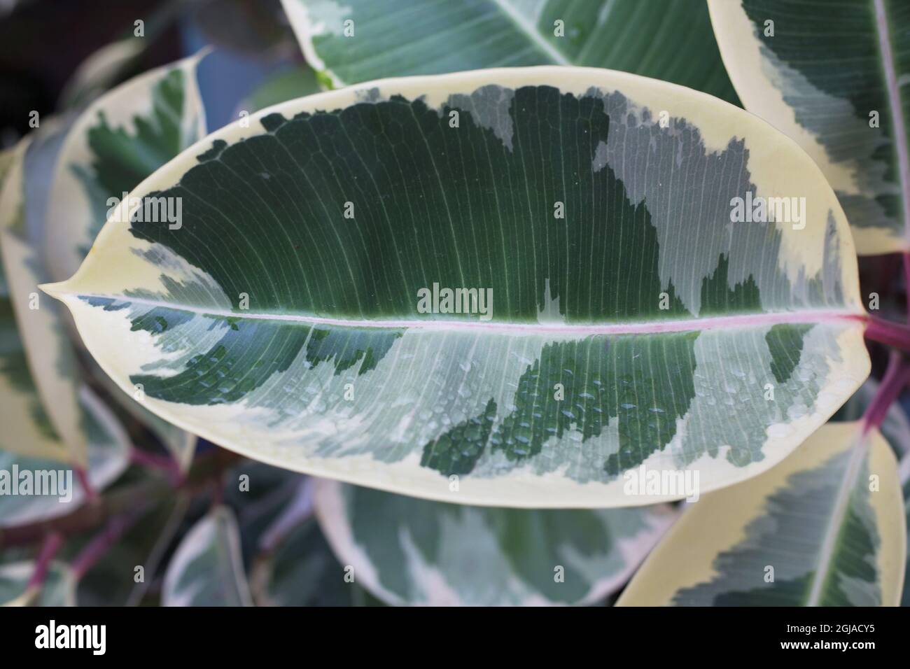 Ficus elastica variegata -Fotos und -Bildmaterial in hoher Auflösung ...