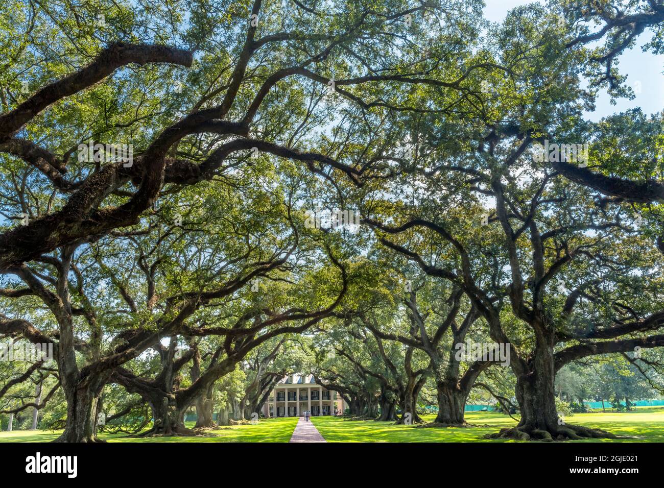 Eichenbäume in Oak Alley Plantation House, Vacherie, Saint James Parish ...