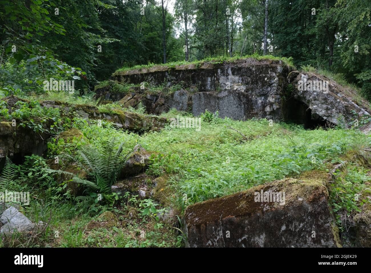 Wilczy szaniec -Fotos und -Bildmaterial in hoher Auflösung – Alamy
