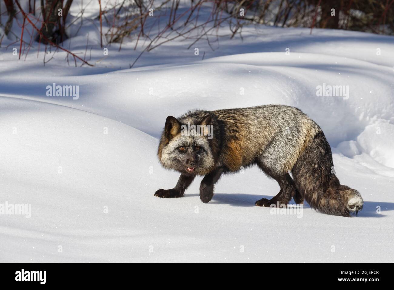 Kreuz fuchs -Fotos und -Bildmaterial in hoher Auflösung – Alamy