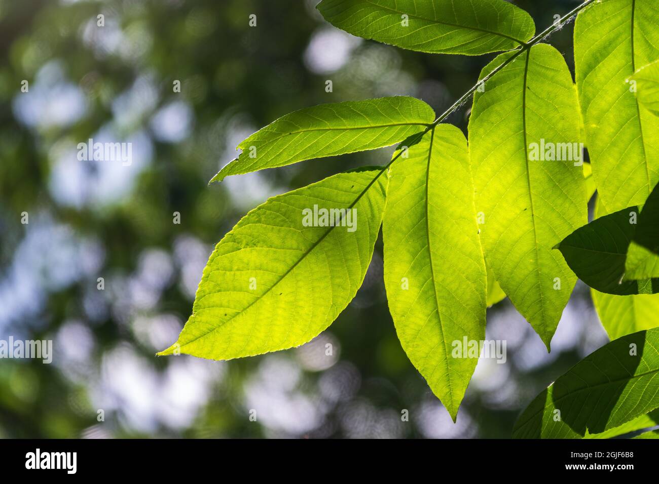 Chinese walnut tree Stockfotos und -bilder Kaufen - Alamy