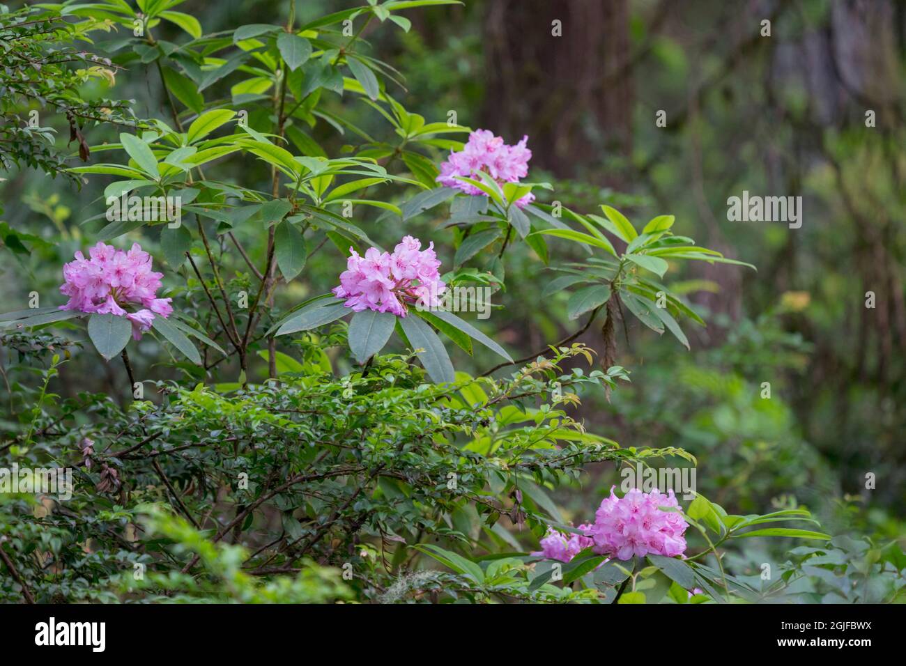 USA, Staat Washington. Native Pacific Rhododendrons (Rhododendron ...