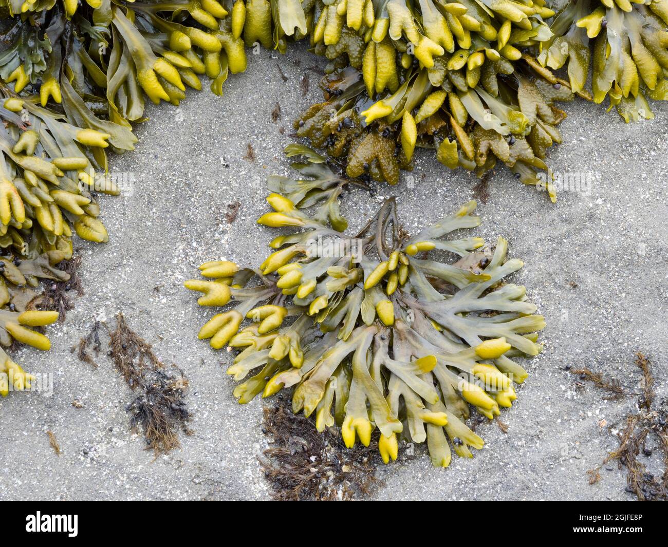 Pacific rockweed -Fotos und -Bildmaterial in hoher Auflösung – Alamy