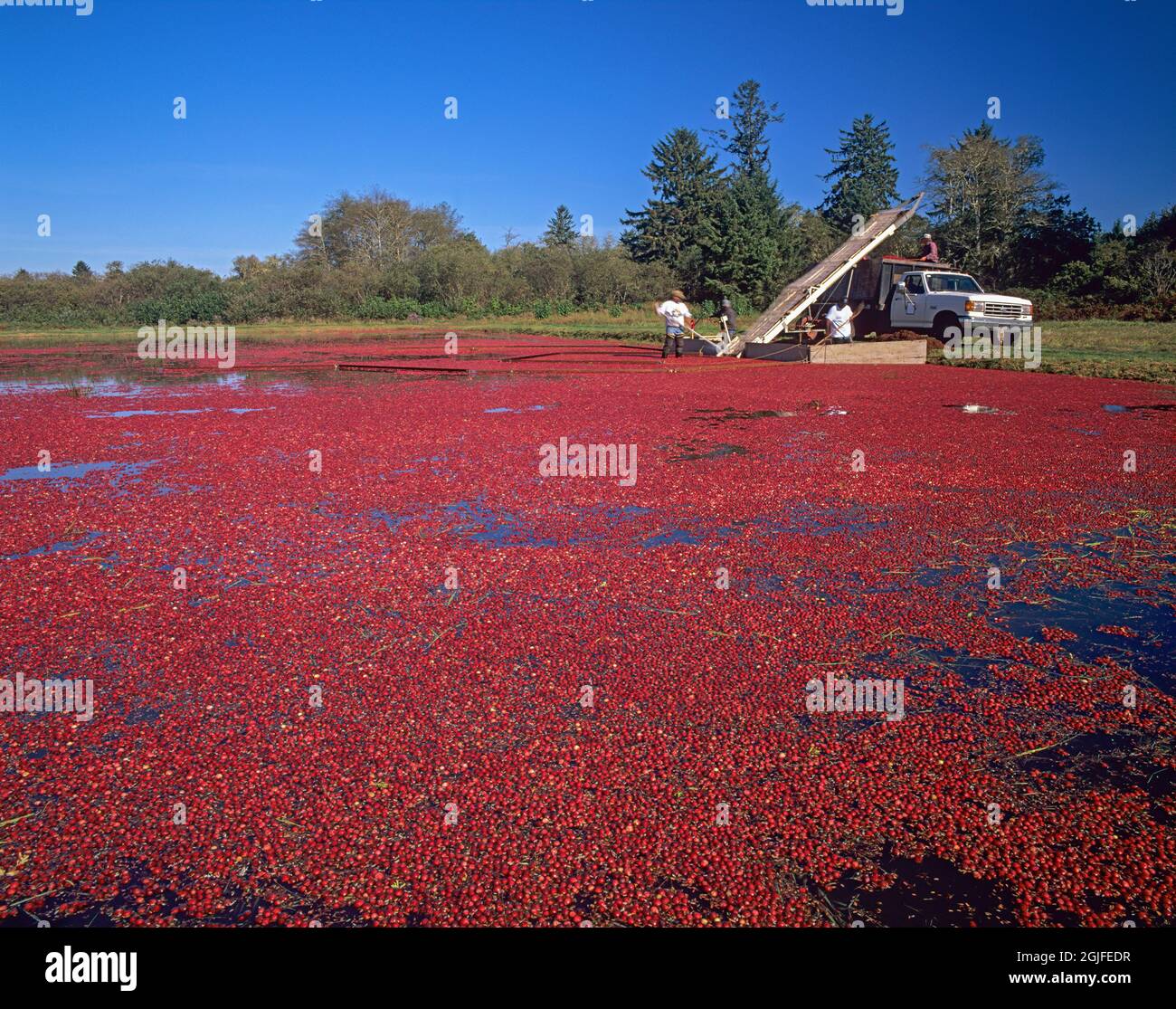 Preiselbeeren ernte -Fotos und -Bildmaterial in hoher Auflösung – Alamy