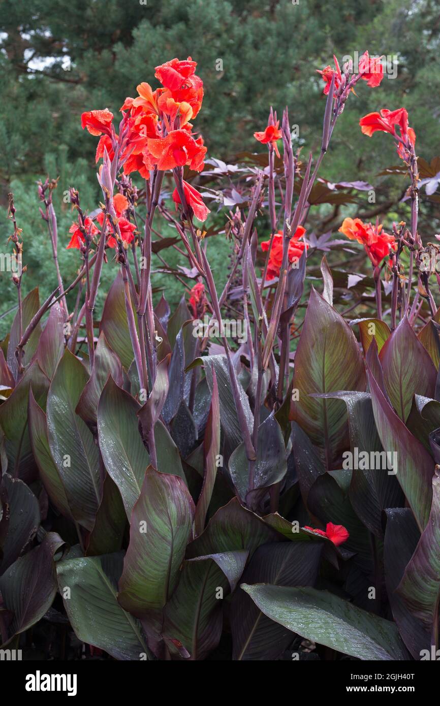 Canna x generalis -Fotos und -Bildmaterial in hoher Auflösung – Alamy