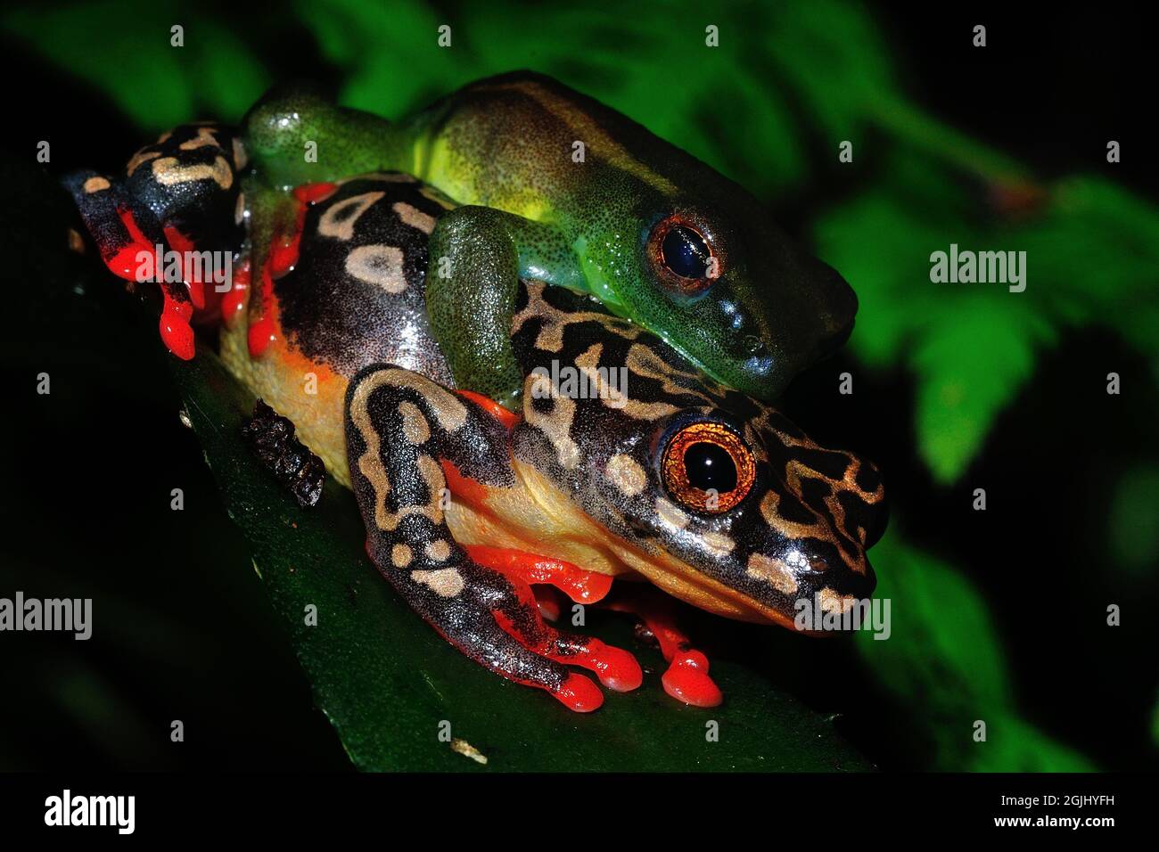 Frosch paar -Fotos und -Bildmaterial in hoher Auflösung – Alamy