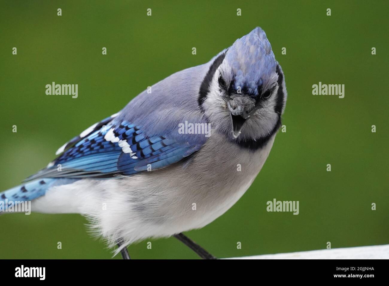 Blaue jay feder -Fotos und -Bildmaterial in hoher Auflösung – Alamy