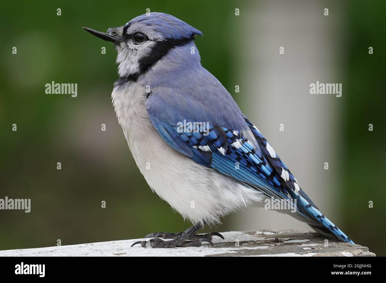 Blaue jay feder -Fotos und -Bildmaterial in hoher Auflösung – Alamy