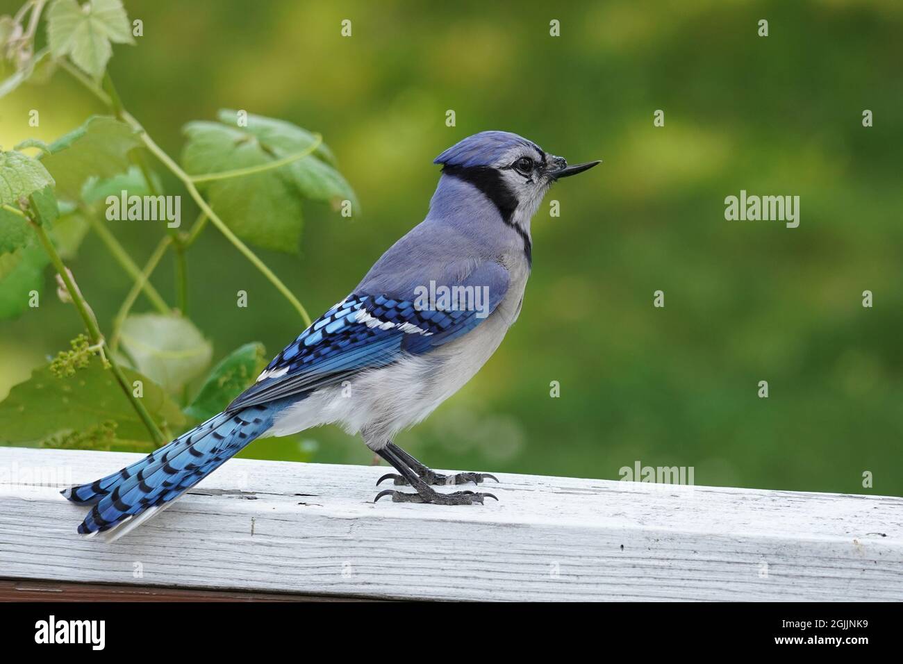 Broken beak -Fotos und -Bildmaterial in hoher Auflösung – Alamy