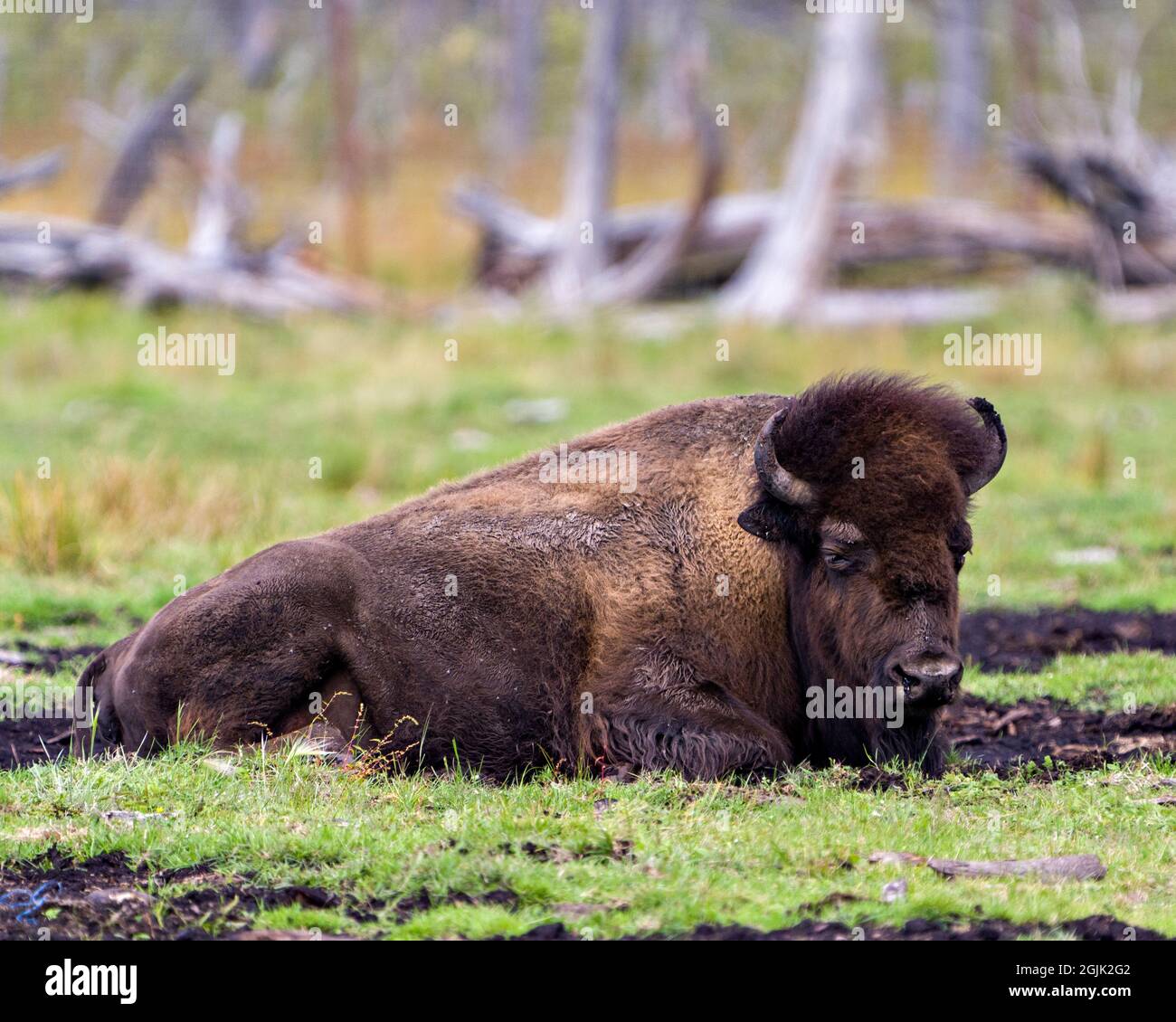 Bison magazin tierfoto -Fotos und -Bildmaterial in hoher Auflösung – Alamy