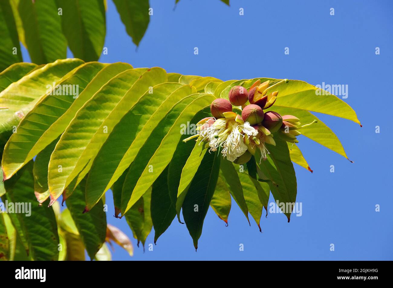 Duabanga sonneratioides Stockfotos und -bilder Kaufen - Alamy