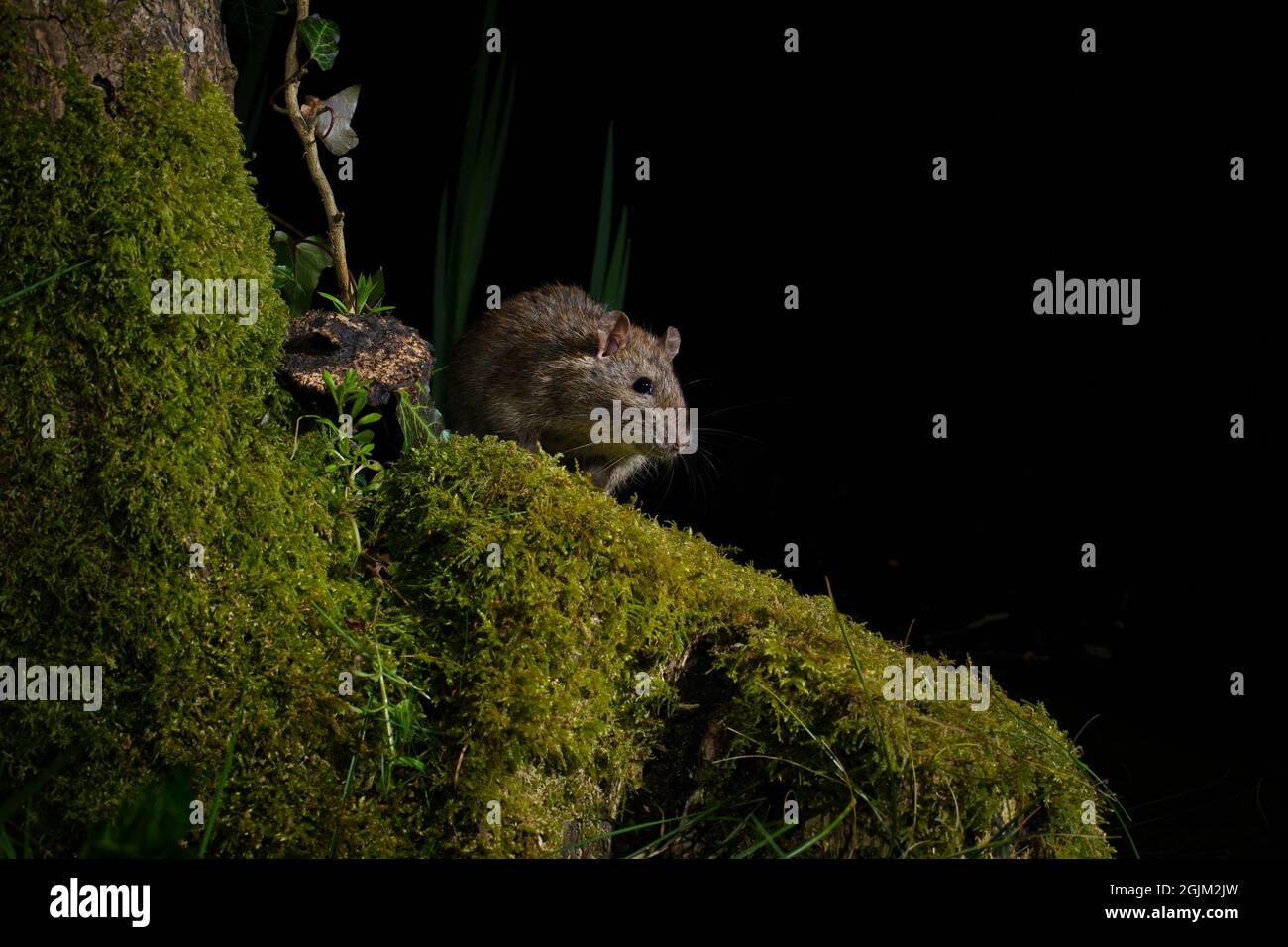 Rattus ratten ungeziefer pest -Fotos und -Bildmaterial in hoher ...