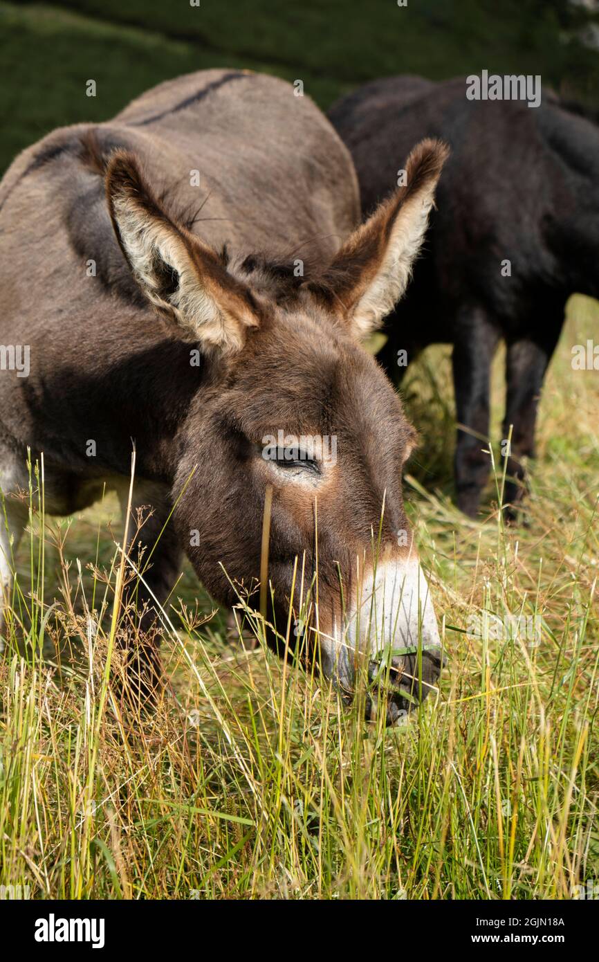 Pferd und esel freundschaft -Fotos und -Bildmaterial in hoher Auflösung ...