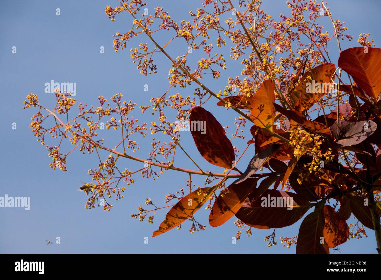 Smoke tree -Fotos und -Bildmaterial in hoher Auflösung – Alamy