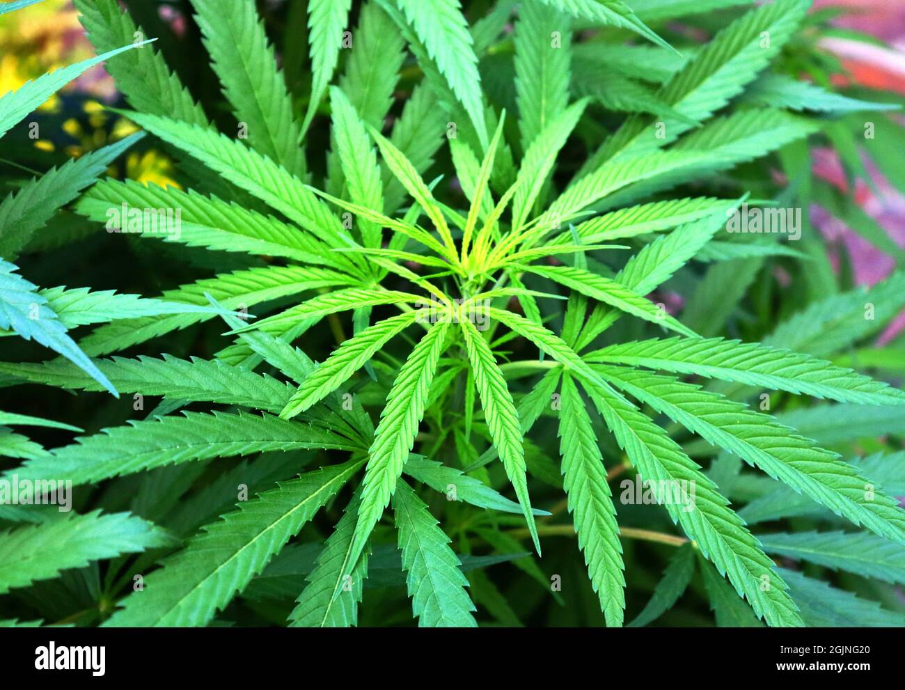 Cannabis strauch -Fotos und -Bildmaterial in hoher Auflösung – Alamy