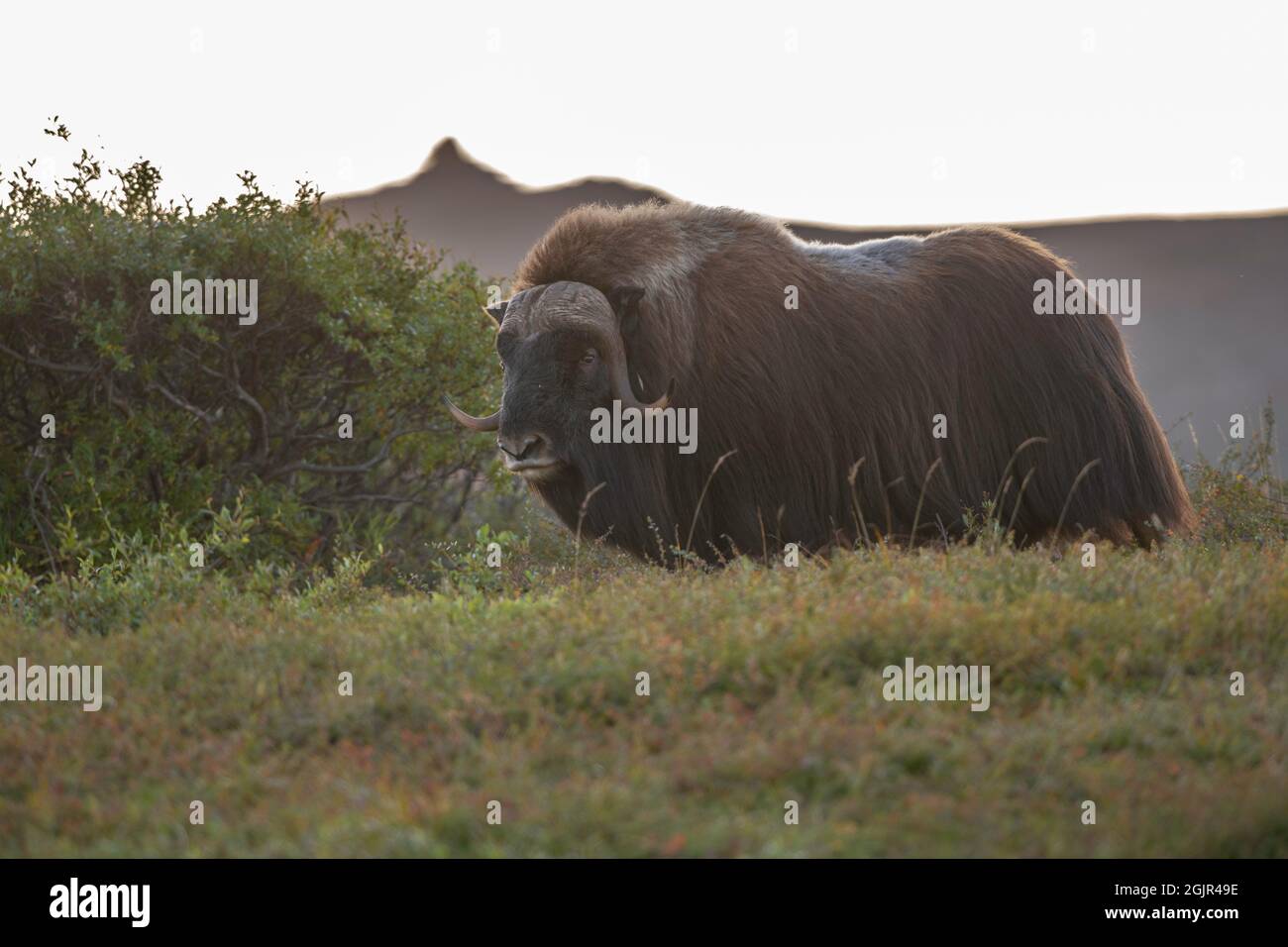 Stier moschusochse nome -Fotos und -Bildmaterial in hoher Auflösung – Alamy