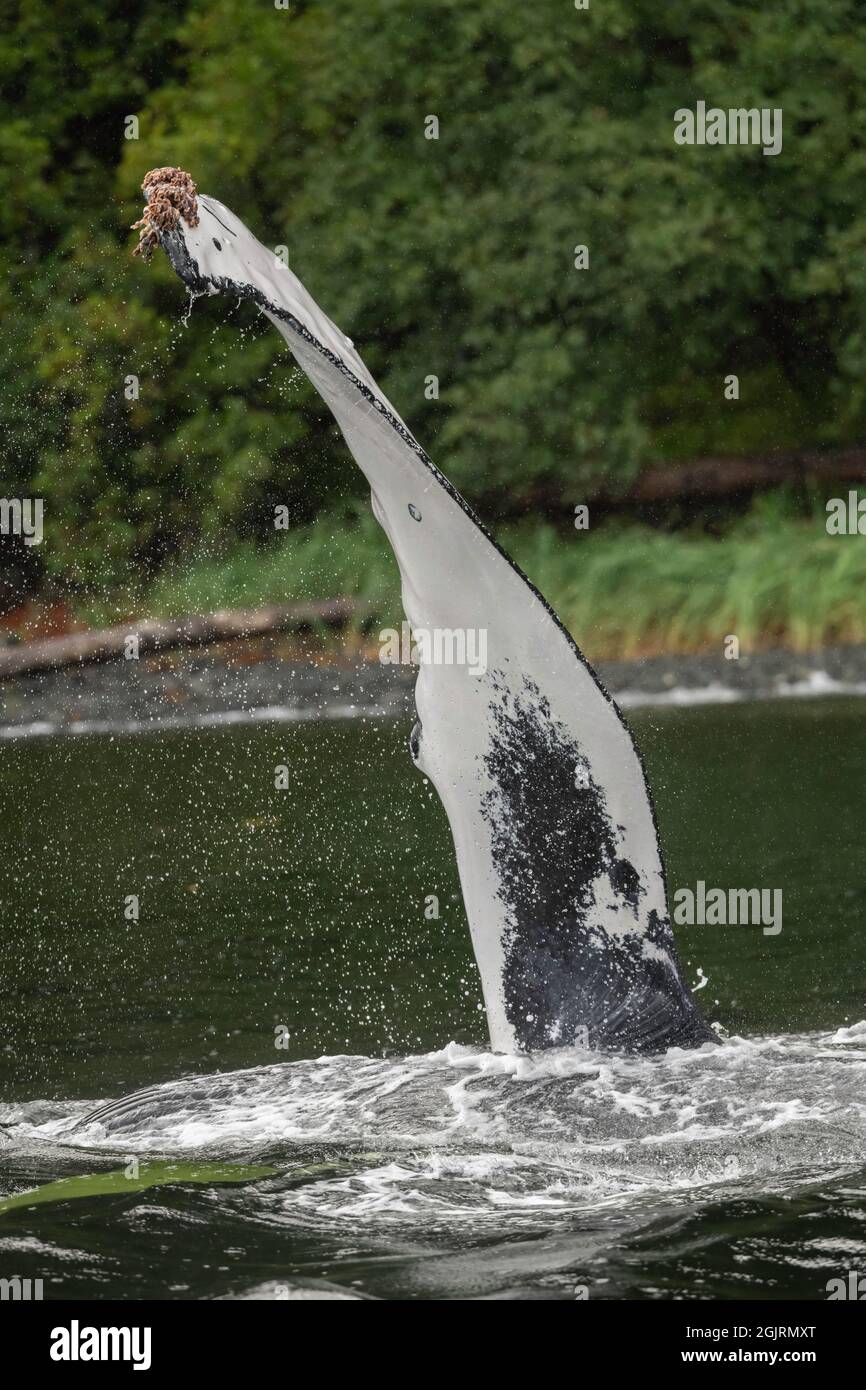 Wal fluke -Fotos und -Bildmaterial in hoher Auflösung – Alamy