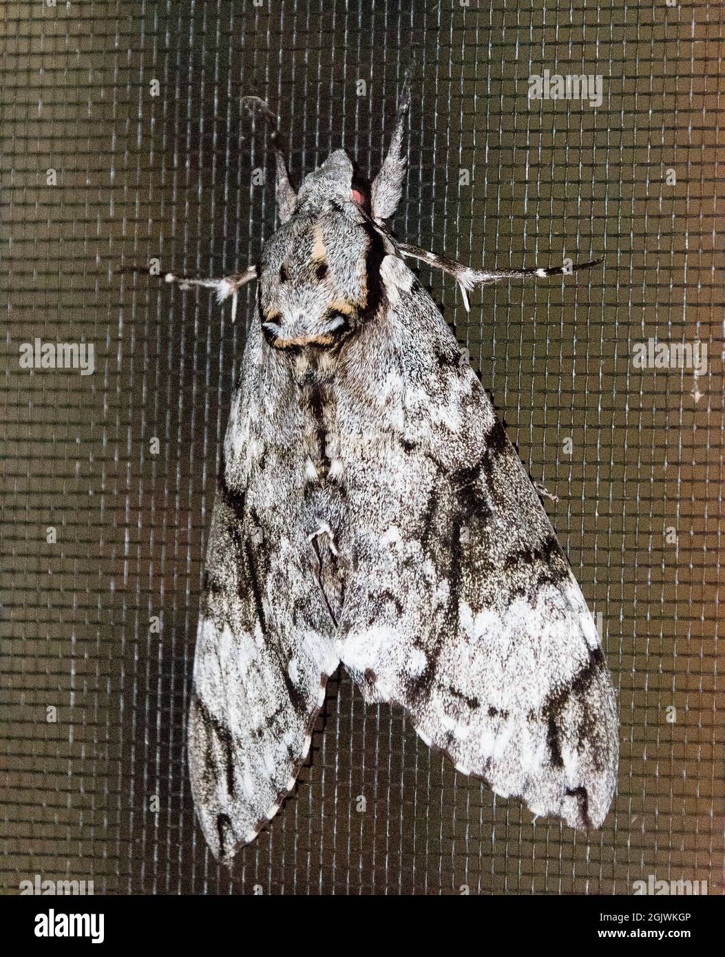 Psilogramma menephron -Fotos und -Bildmaterial in hoher Auflösung – Alamy