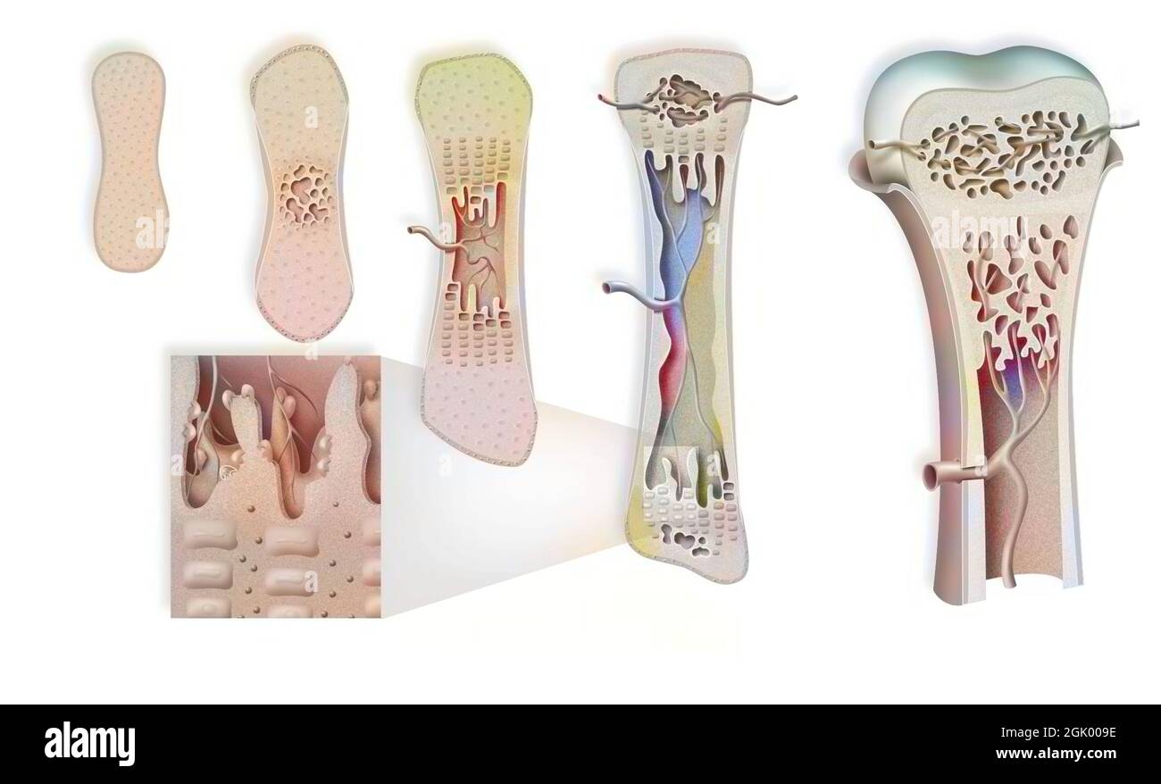 Entwicklung von Knochen (Osteogenese) vom Knorpel zum erwachsenen ...