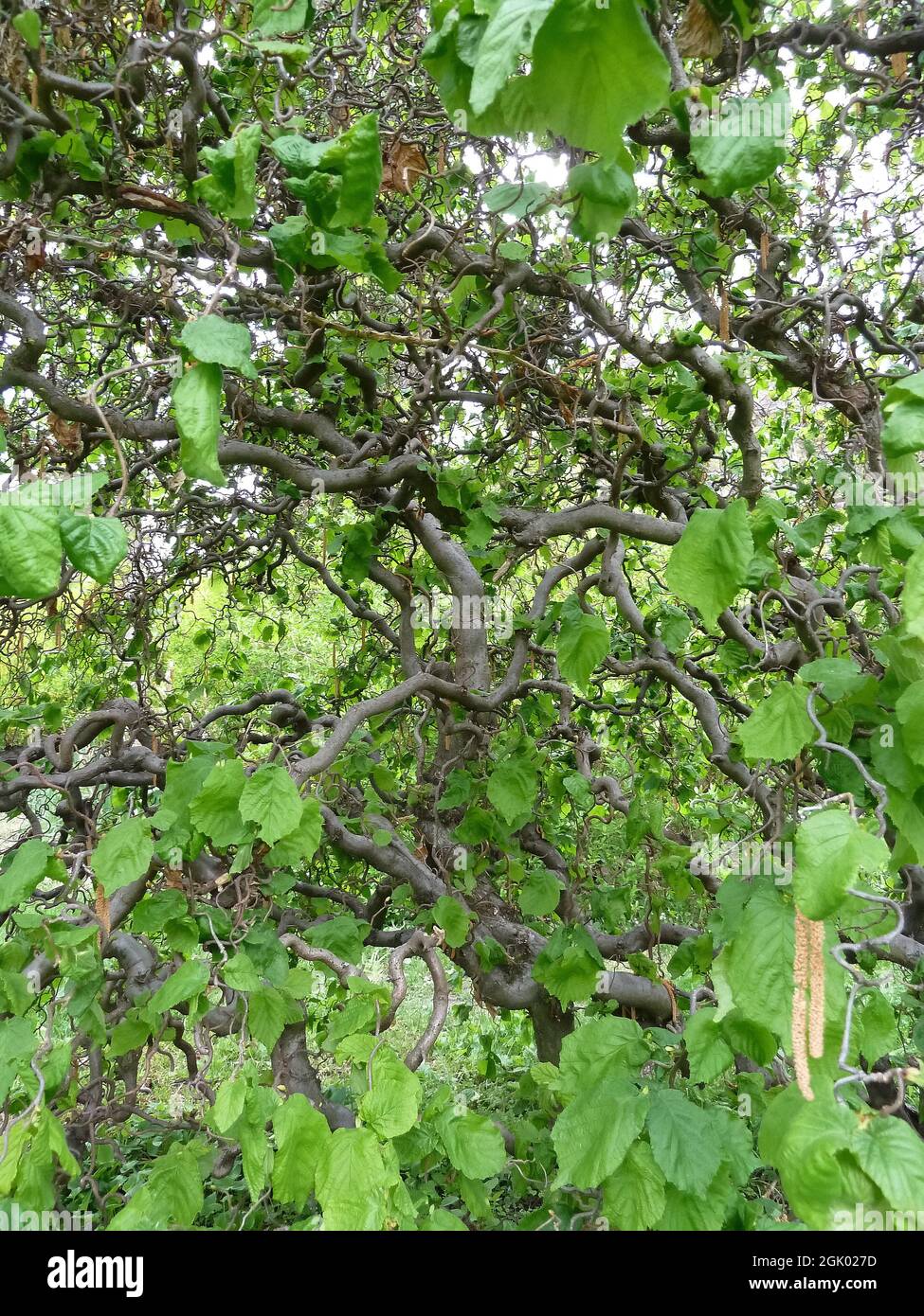 Hasel, Gemeine Hasel, Corylus avellana Contorta, csavart mogyoró ...