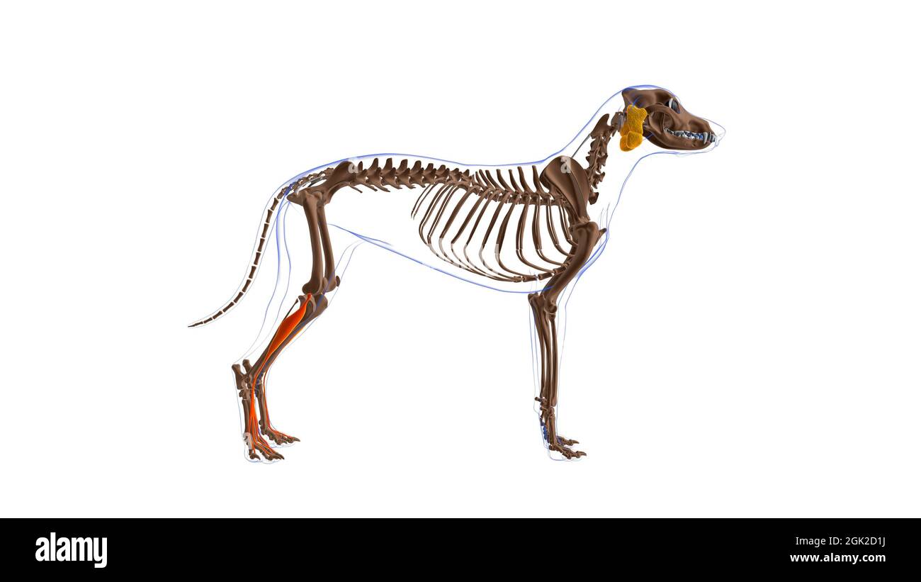 Extensor digitorum Longus Muscle Dog Muscle Anatomy for Medical Concept ...