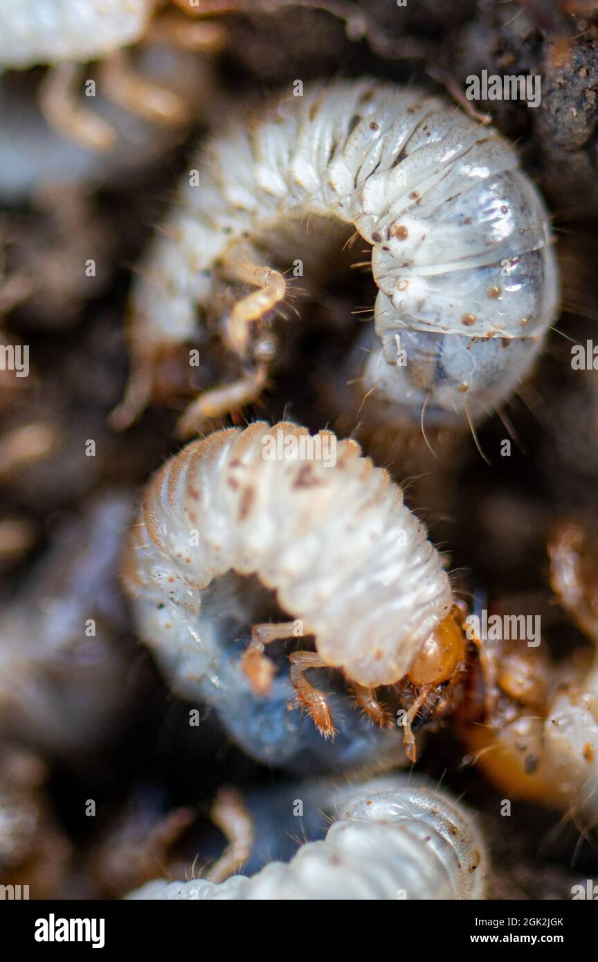 Neureichenau, Deutschland. September 2021. Maikäfer-Larven (Larven ...