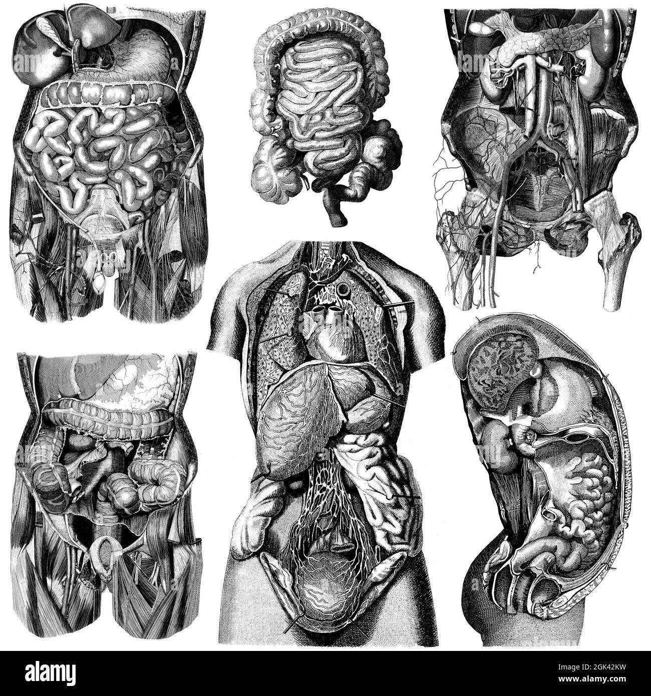 Anatomical illustrations -Fotos und -Bildmaterial in hoher Auflösung ...