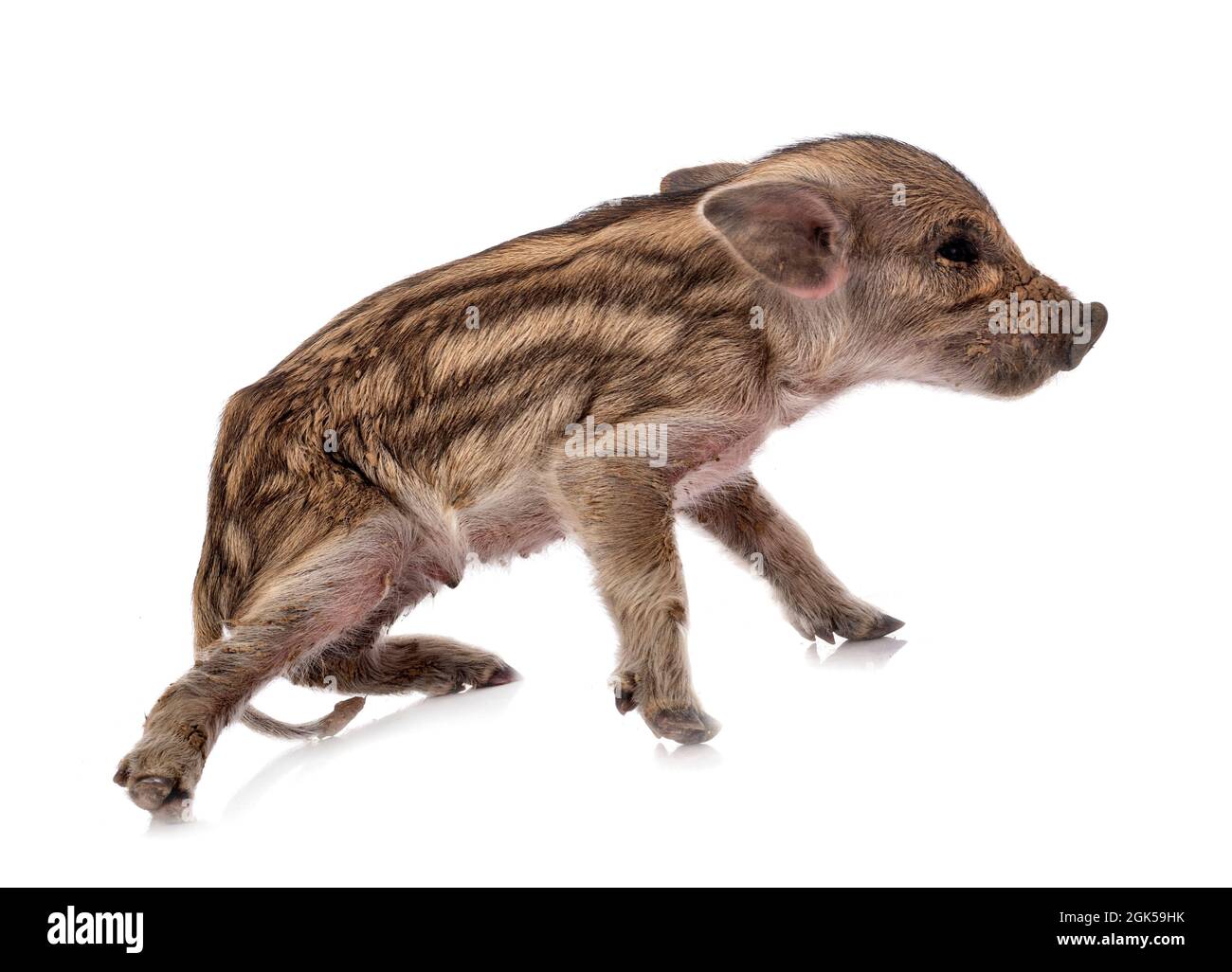 Miniature pig -Fotos und -Bildmaterial in hoher Auflösung – Alamy