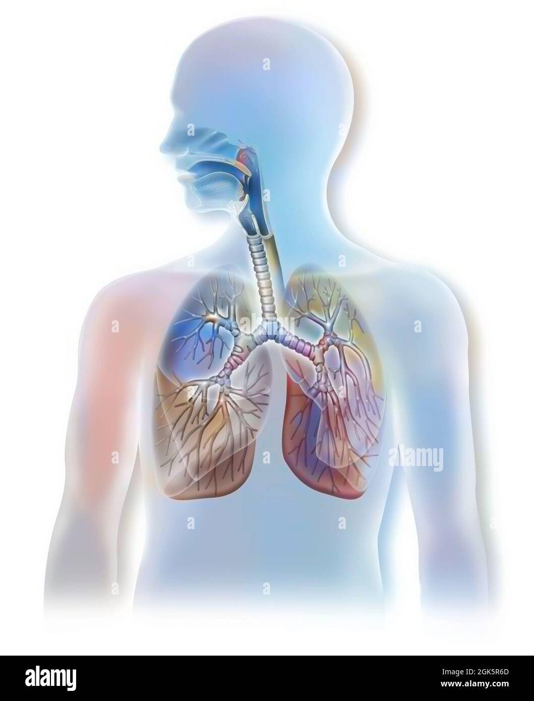 Anatomie der Atemwege, die die Luftröhre und die Lunge zeigt ...