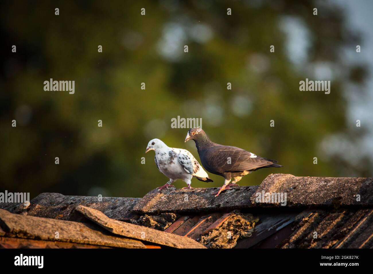 Tier auf dem dach -Fotos und -Bildmaterial in hoher Auflösung – Alamy
