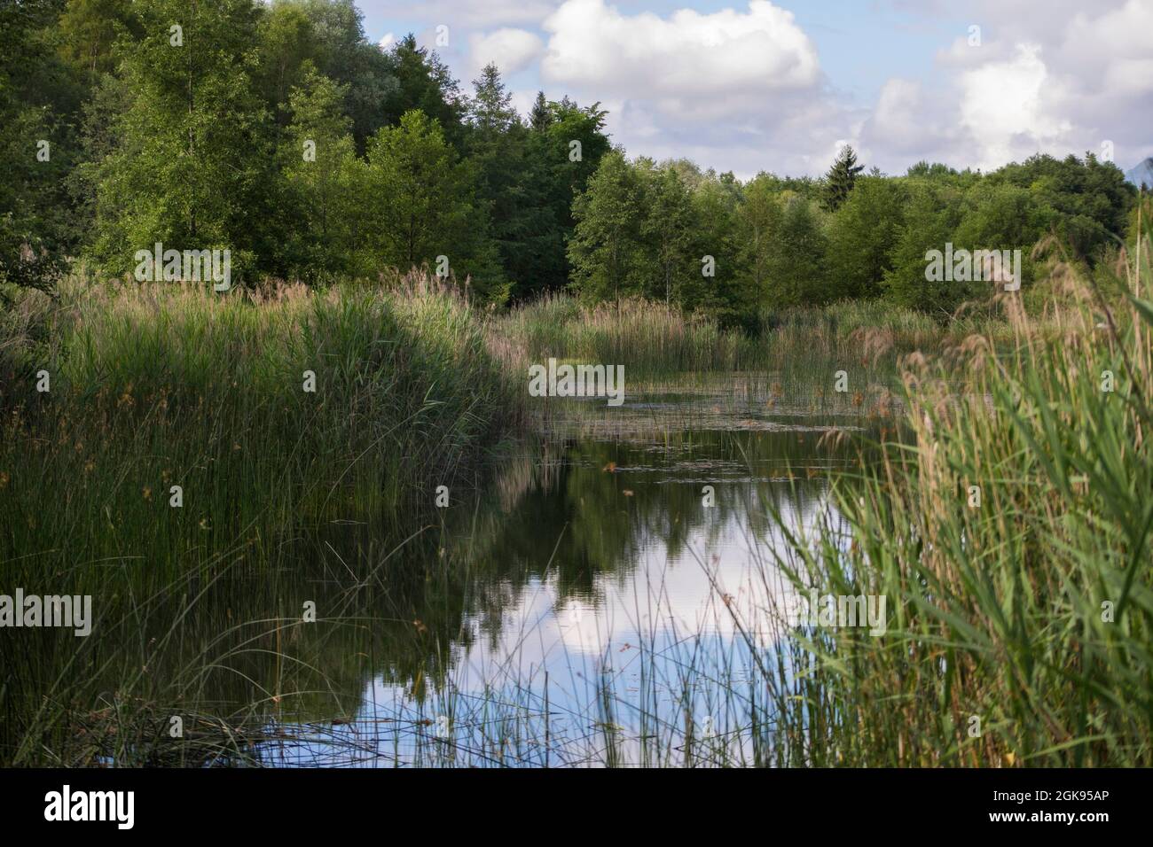 Murnauer moos naturschutzgebiet -Fotos und -Bildmaterial in hoher ...