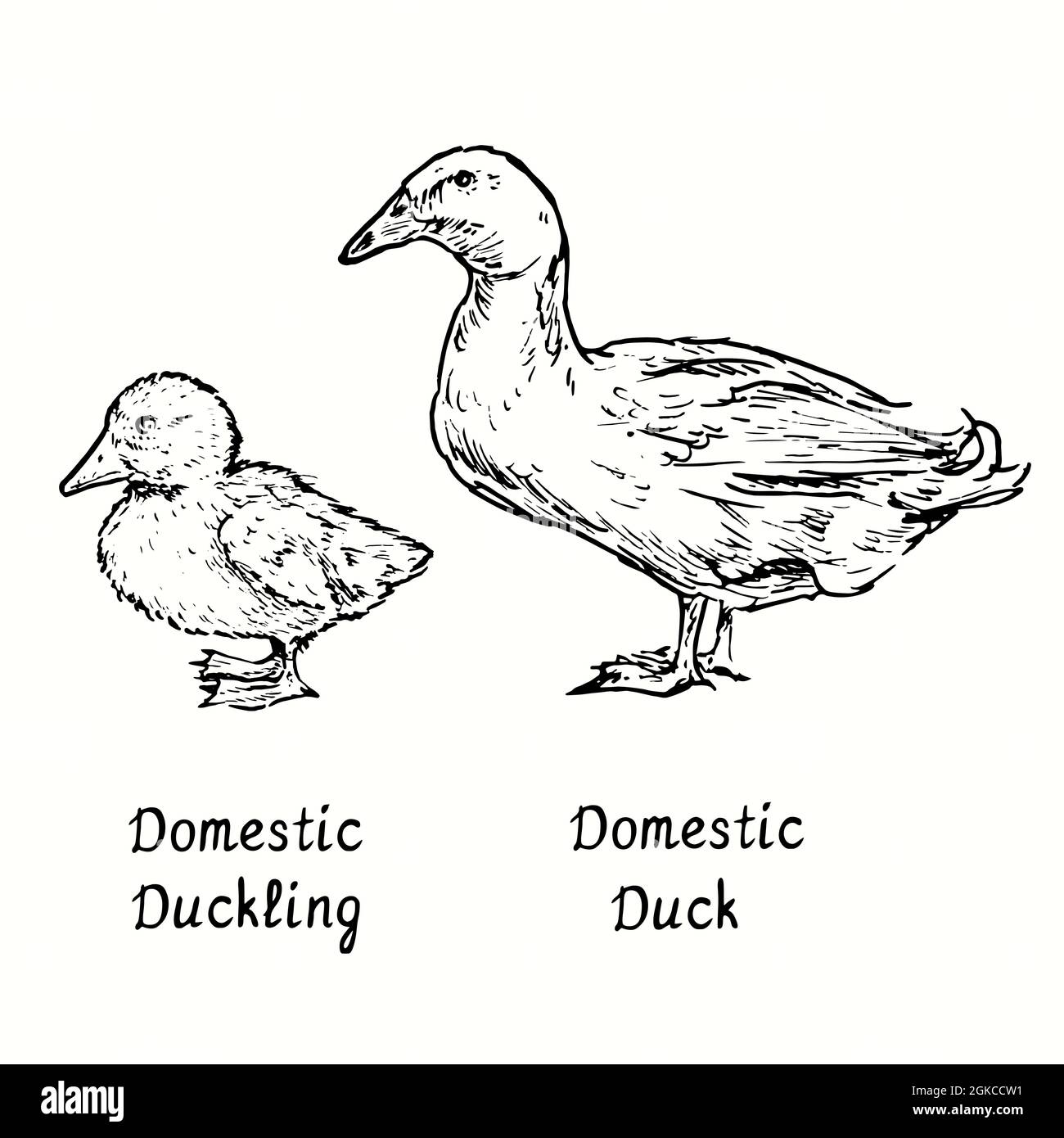 Ente und Enten im Haushalt, Seitenansicht. Tinte schwarz-weiß Doodle ...