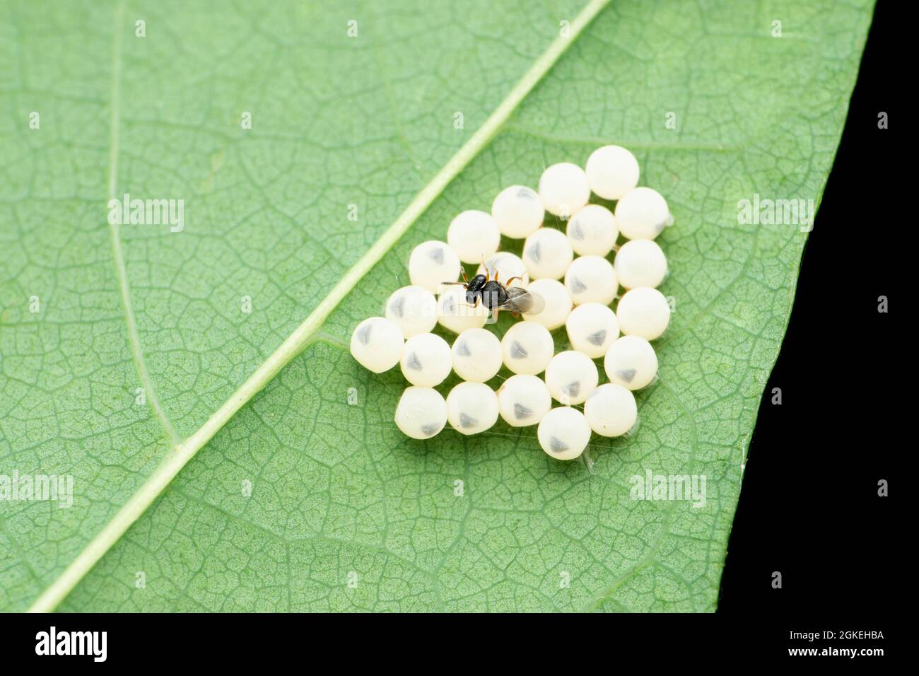 Parasitoidwespen, die ihre Eier in Insekteneier von Insekten legen ...