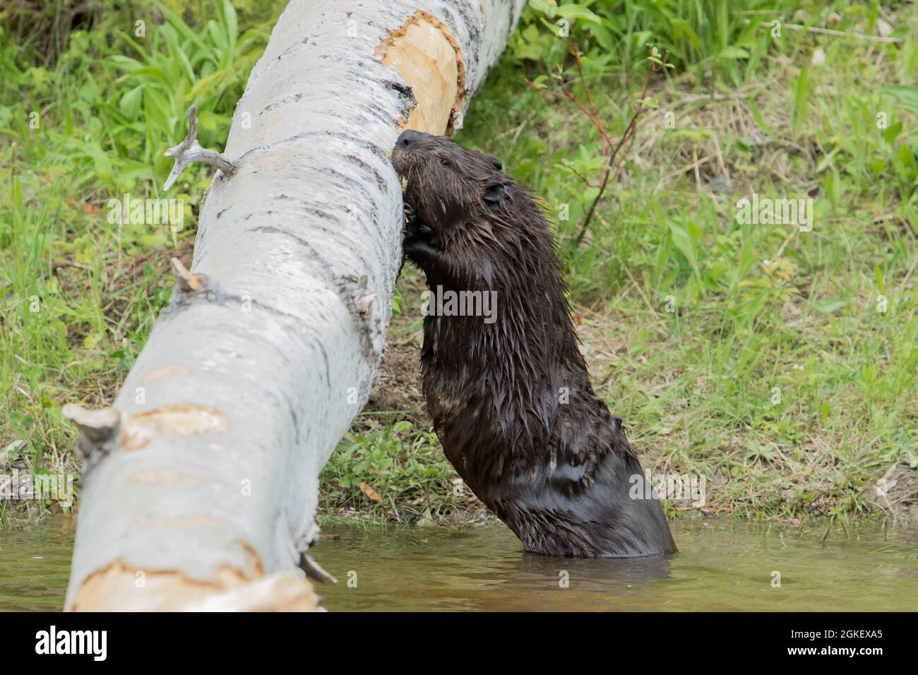 Biber kauen -Fotos und -Bildmaterial in hoher Auflösung – Alamy