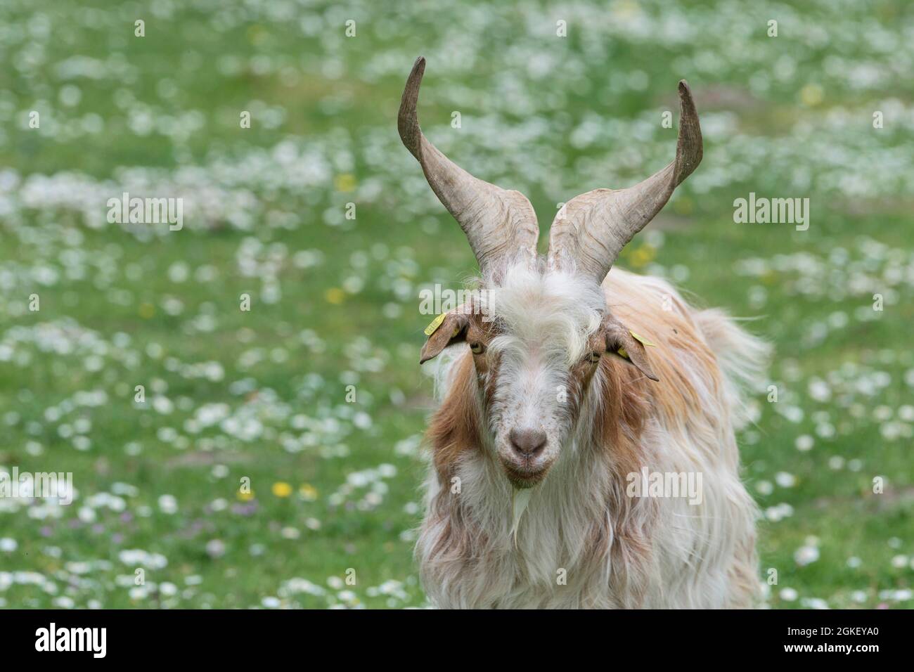 Reife ziege -Fotos und -Bildmaterial in hoher Auflösung – Alamy