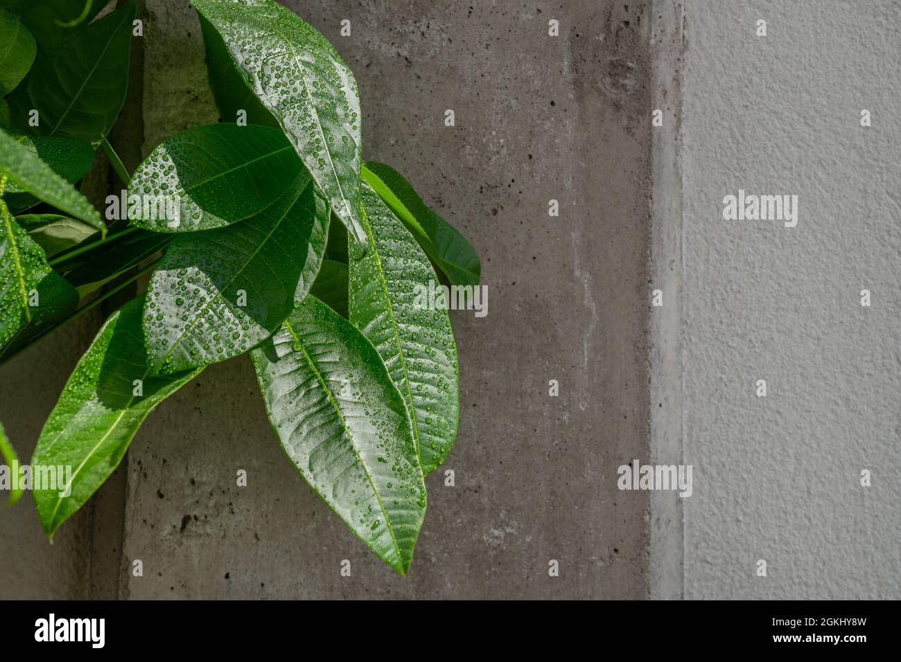 Pachira aquatica -Fotos und -Bildmaterial in hoher Auflösung – Alamy