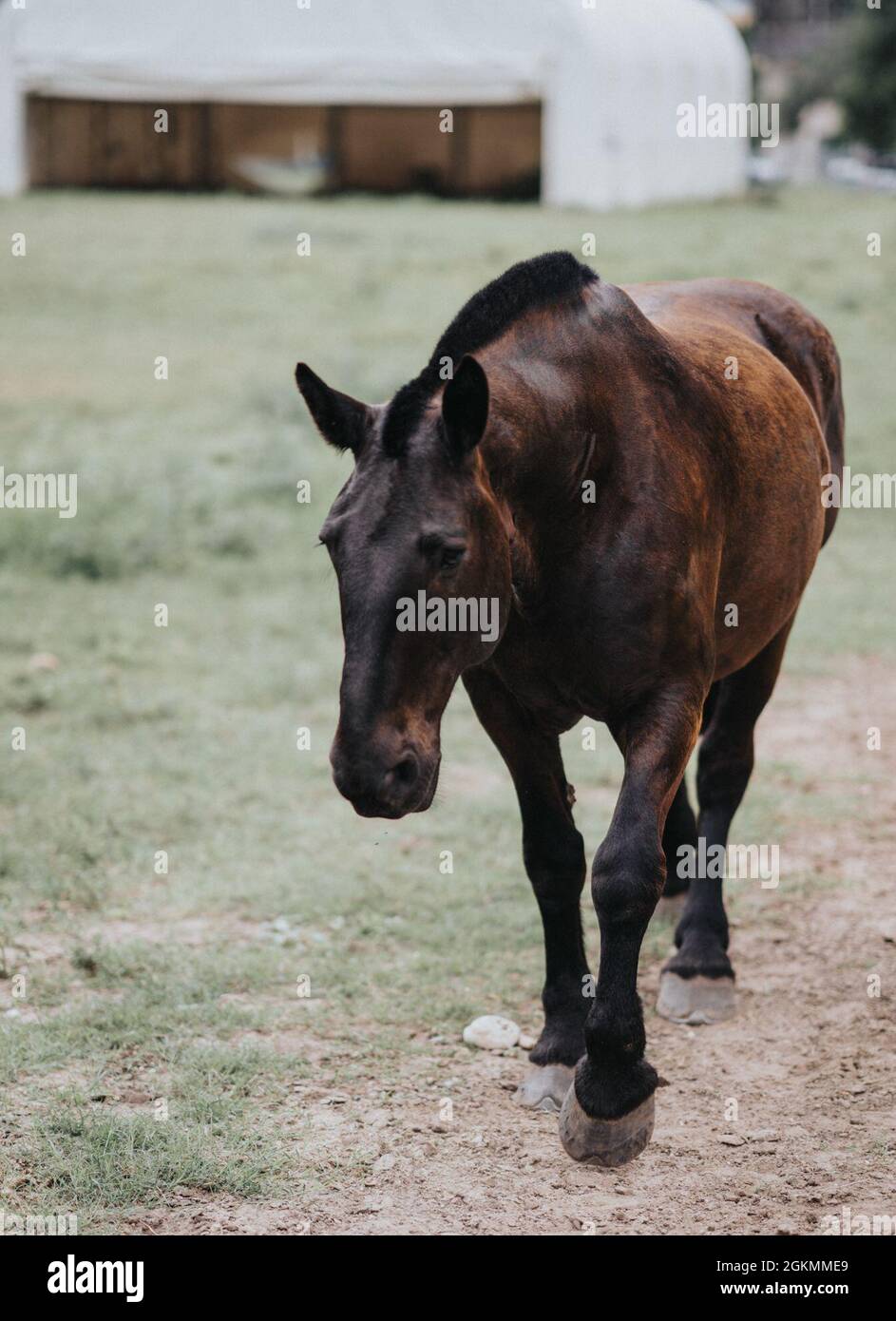 Montgomery, ein engagiertes Pferd, das dem North Caisson-Zug der US ...