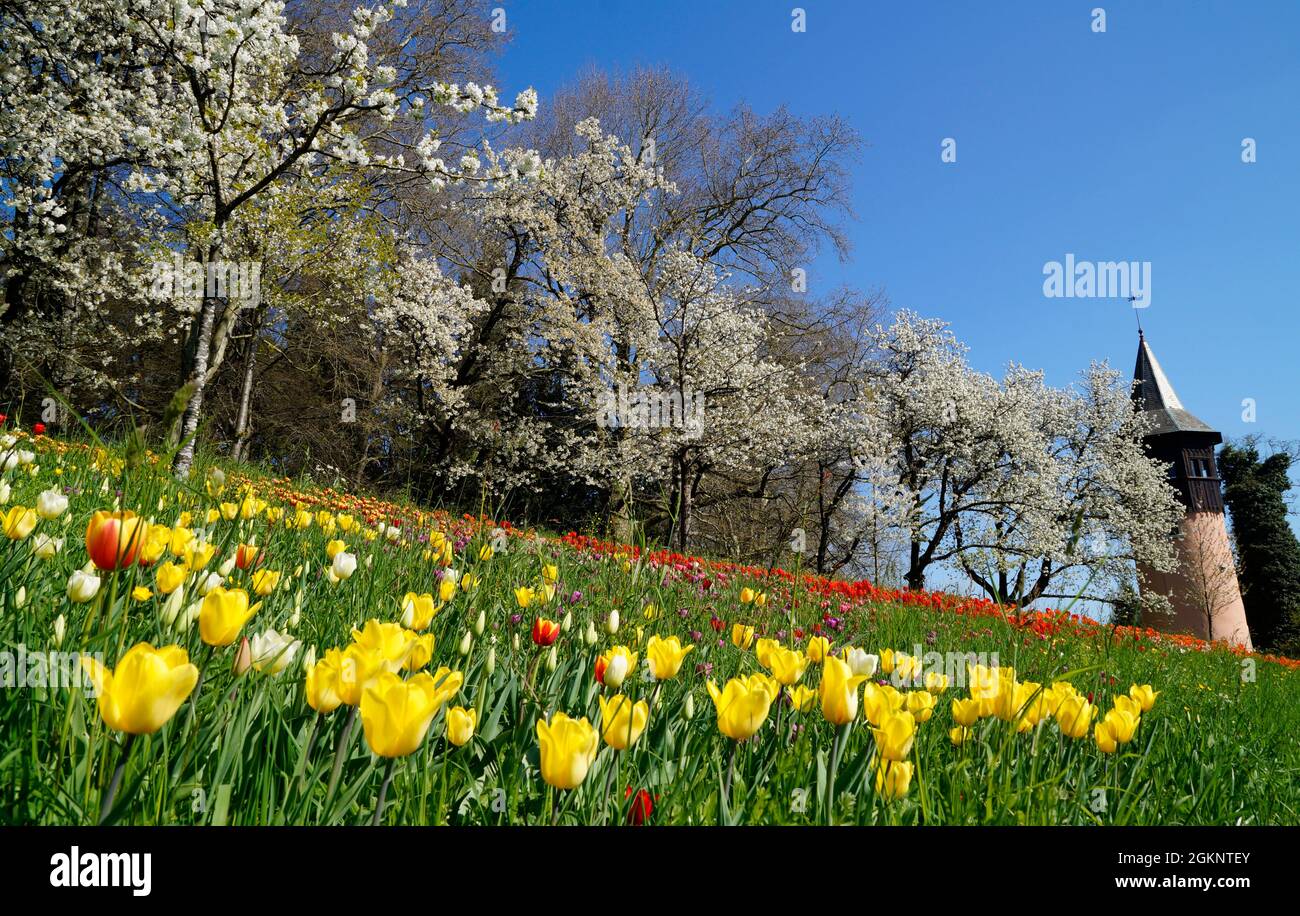 Insel mainau blumen -Fotos und -Bildmaterial in hoher Auflösung – Alamy