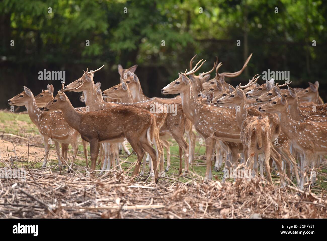 Hirsch in einem zoo -Fotos und -Bildmaterial in hoher Auflösung – Alamy