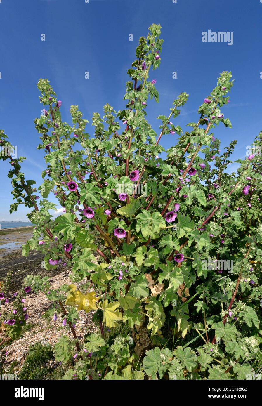 Wilde baummalve Stockfotos und -bilder Kaufen - Alamy
