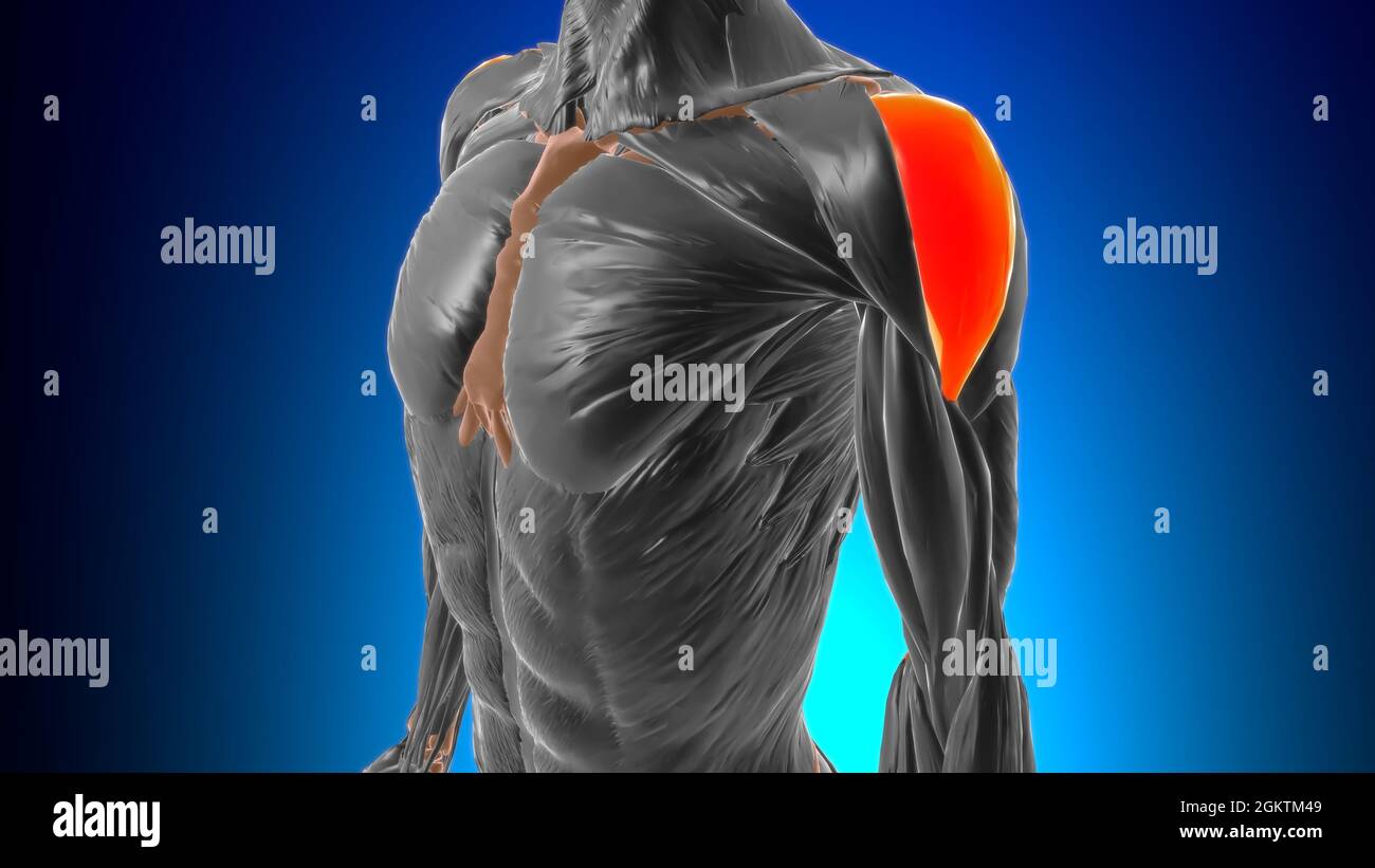 Musculus Deltoideus Stockfotos und -bilder Kaufen - Alamy