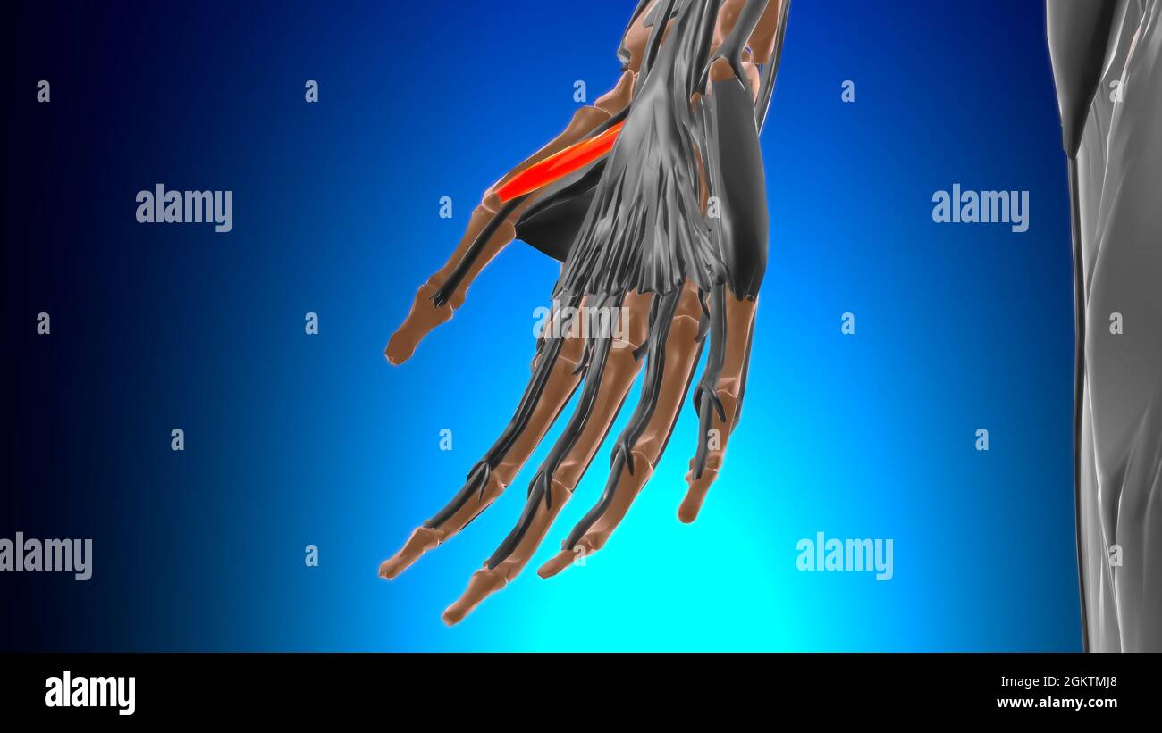 Flexor pollicis brevis Muscle Anatomy for Medical Concept 3D ...