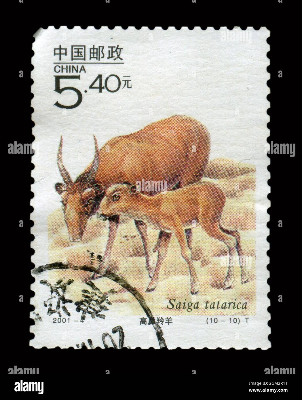 Saiga tatarica -Fotos und -Bildmaterial in hoher Auflösung – Alamy