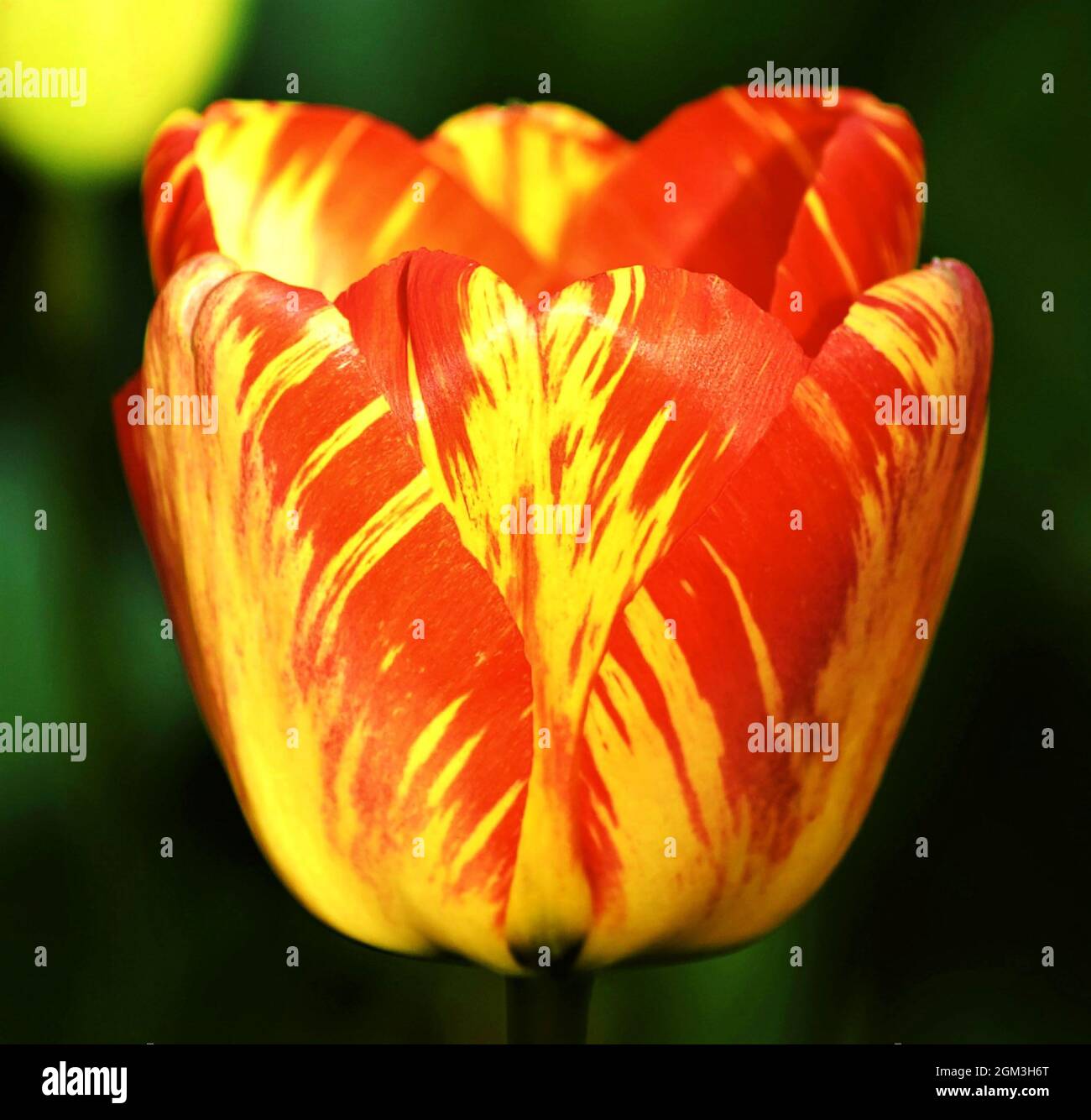 Flame tulip -Fotos und -Bildmaterial in hoher Auflösung – Alamy
