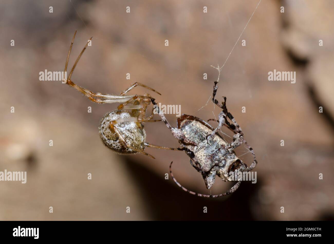 Common House Spider, Parasteatoda tepidariorum, Erfassung flacher ...