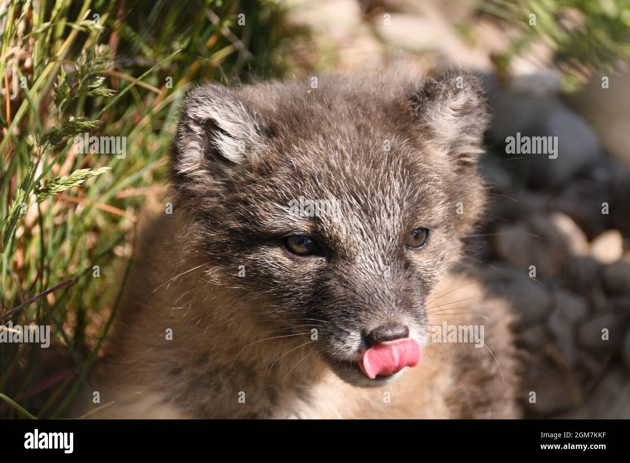 Polarfuchs welpe -Fotos und -Bildmaterial in hoher Auflösung – Alamy